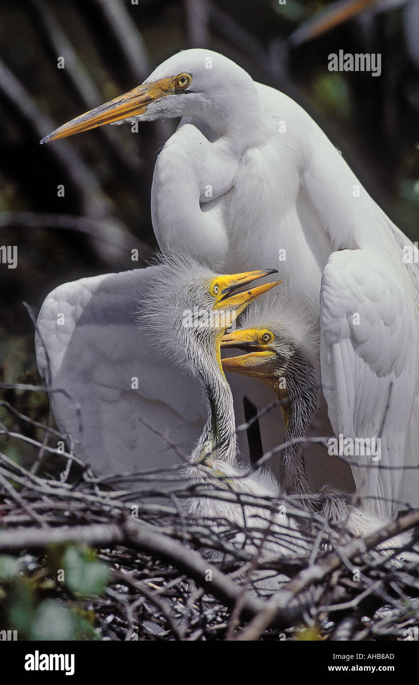 Great White Egret sheltering its chick with its wings in their nest ...