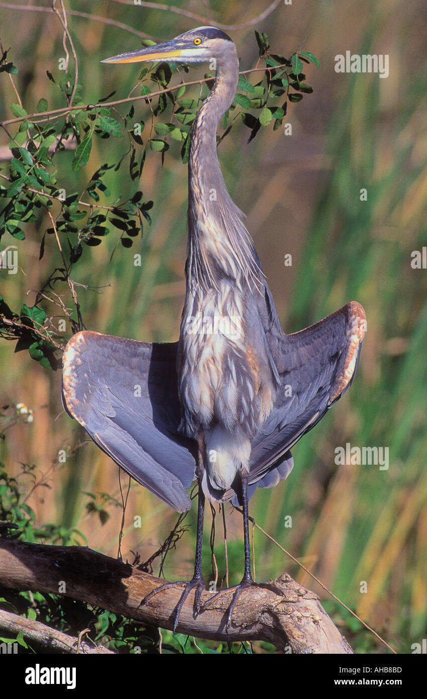 Great Blue Heron sunning itself with wings half open at Everglades ...