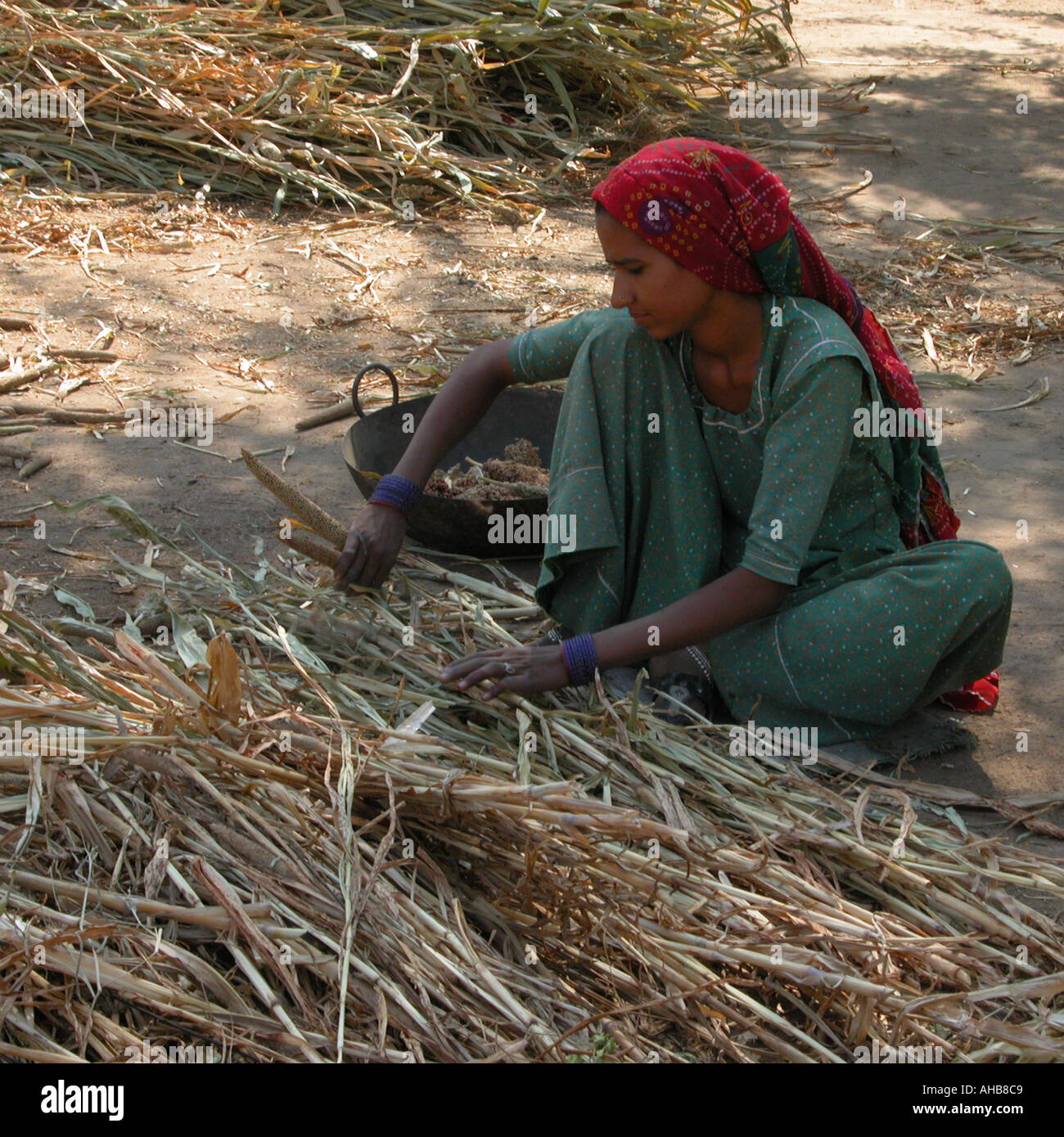 Bajra Farm Stock Photos & Bajra Farm Stock Images - Alamy