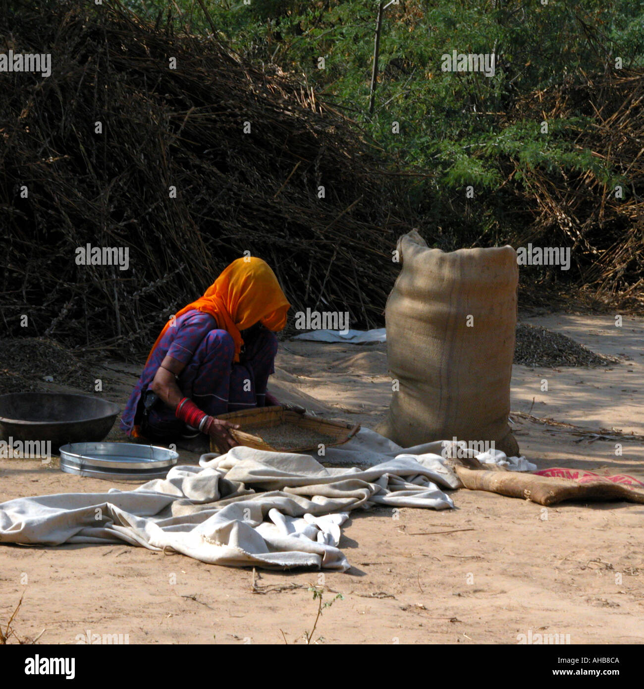 Bishnoi woman seiving and winnowing grain India Rajasthan Stock Photo ...