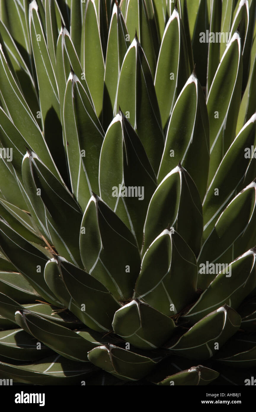 Queen Victoria Agave Stock Photo - Alamy