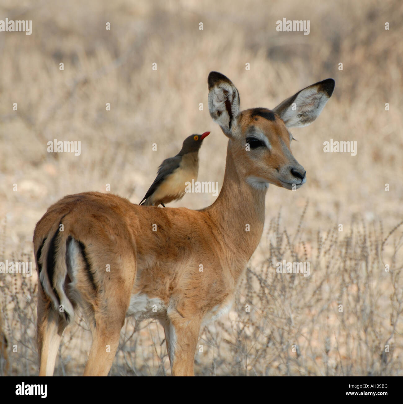 Red billed oxpecker hi-res stock photography and images - Alamy
