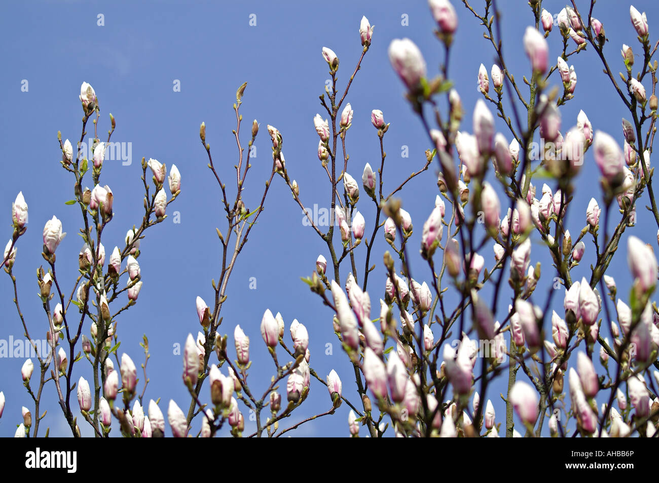 Magnolienbaum magnolia tree hi-res stock photography and images - Alamy