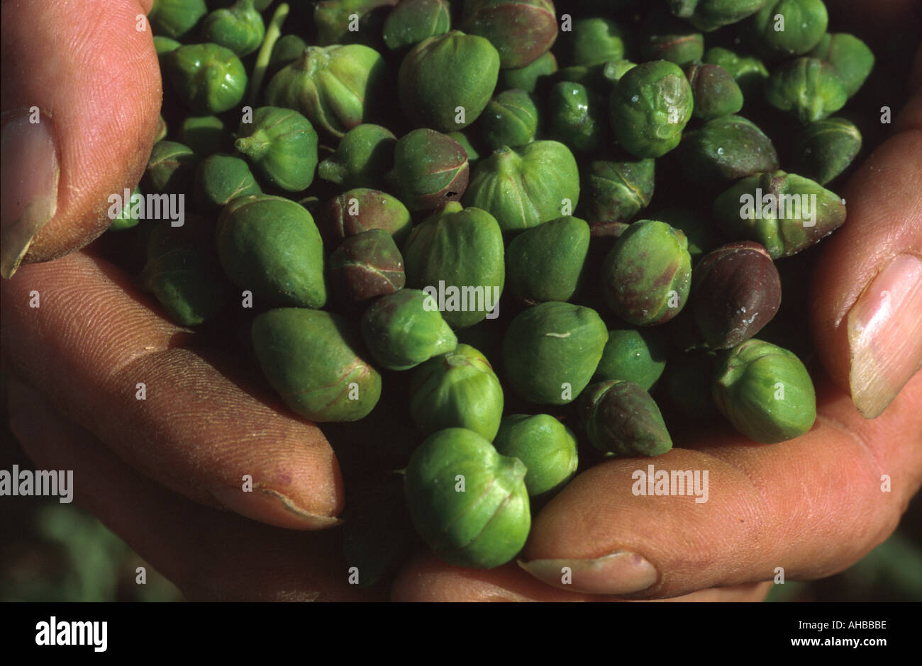 Capers Pantelleria Sicily Italy Stock Photo - Alamy