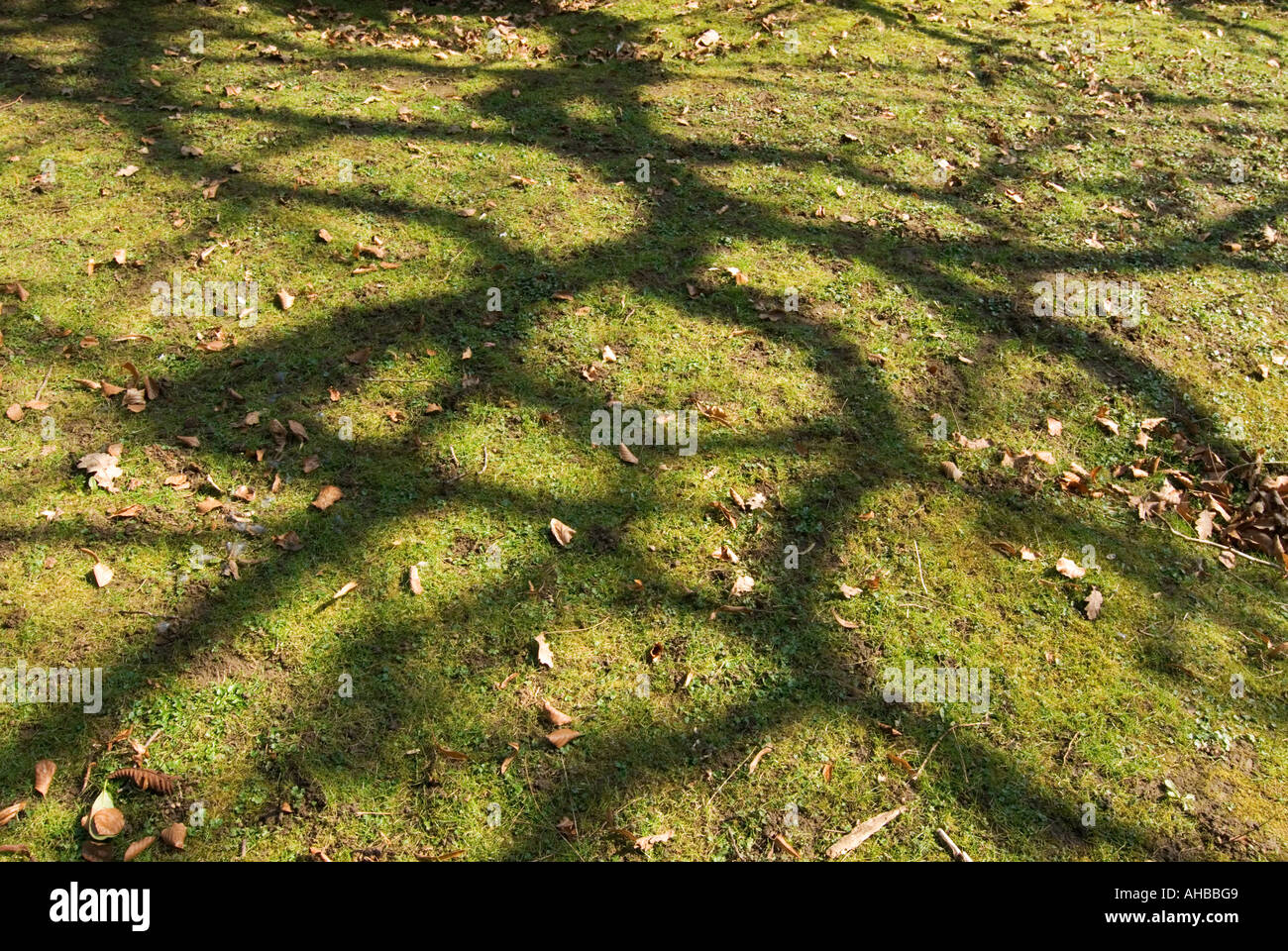 pattern of tree branch shadows on grass Stock Photo - Alamy