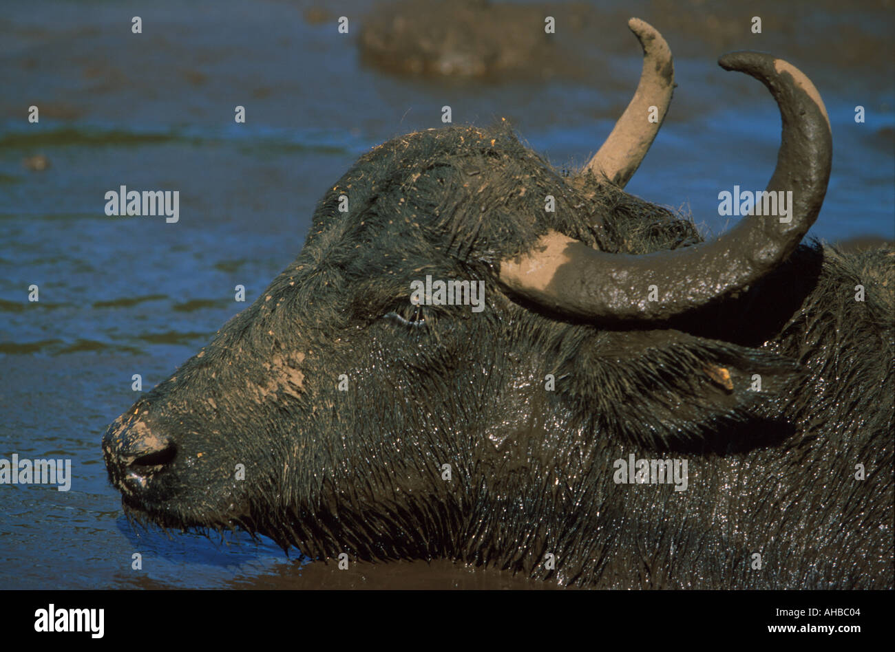 Bufala animal hi-res stock photography and images - Alamy