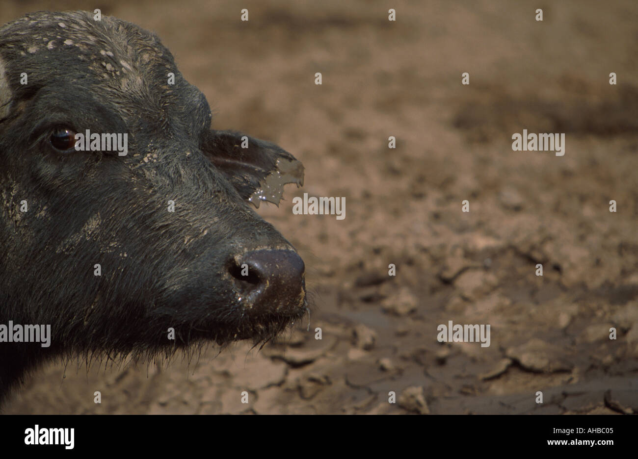 Portrait of a bufala Italy Stock Photo - Alamy