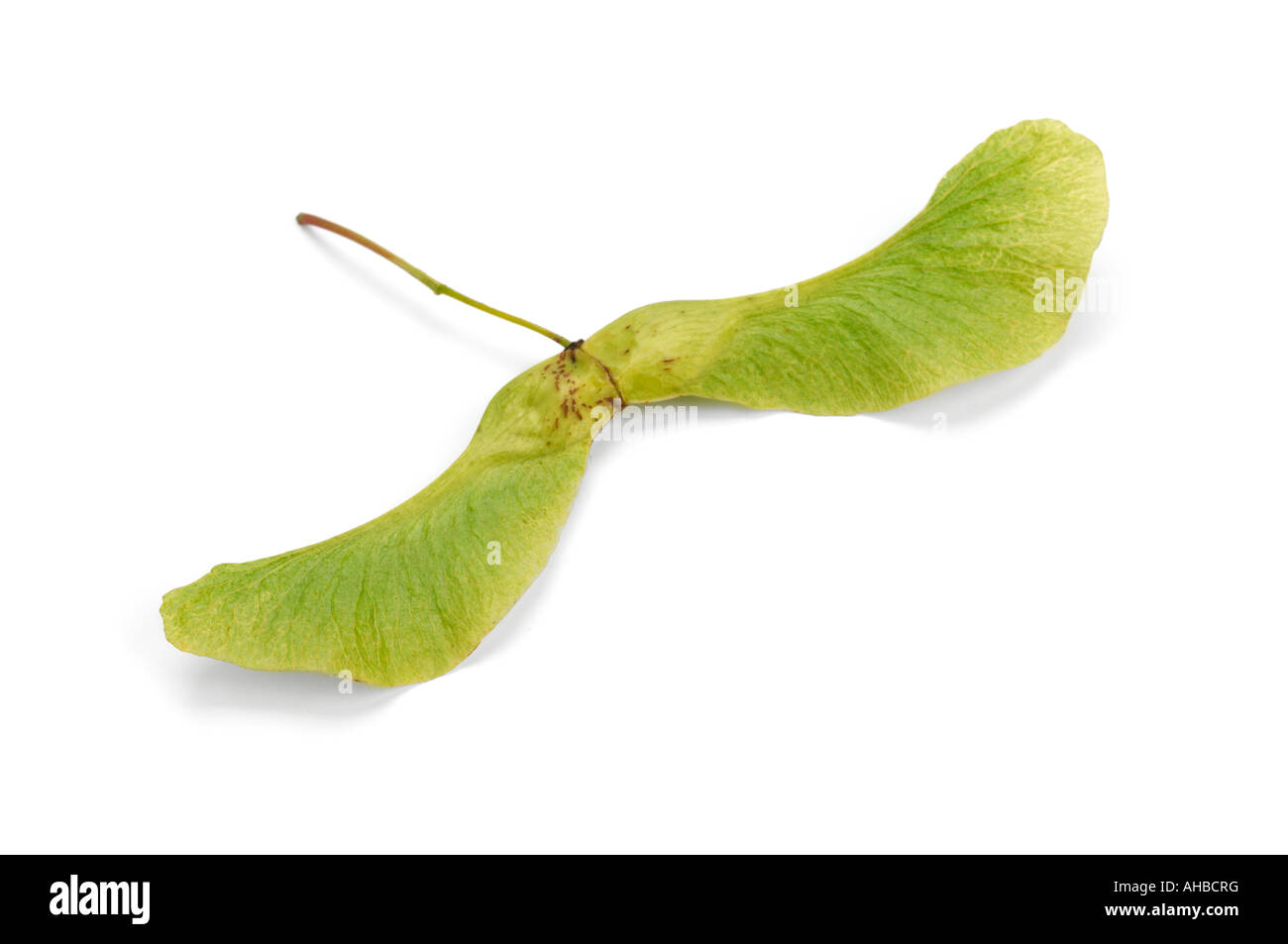 Sycamore seed hi-res stock photography and images - Alamy