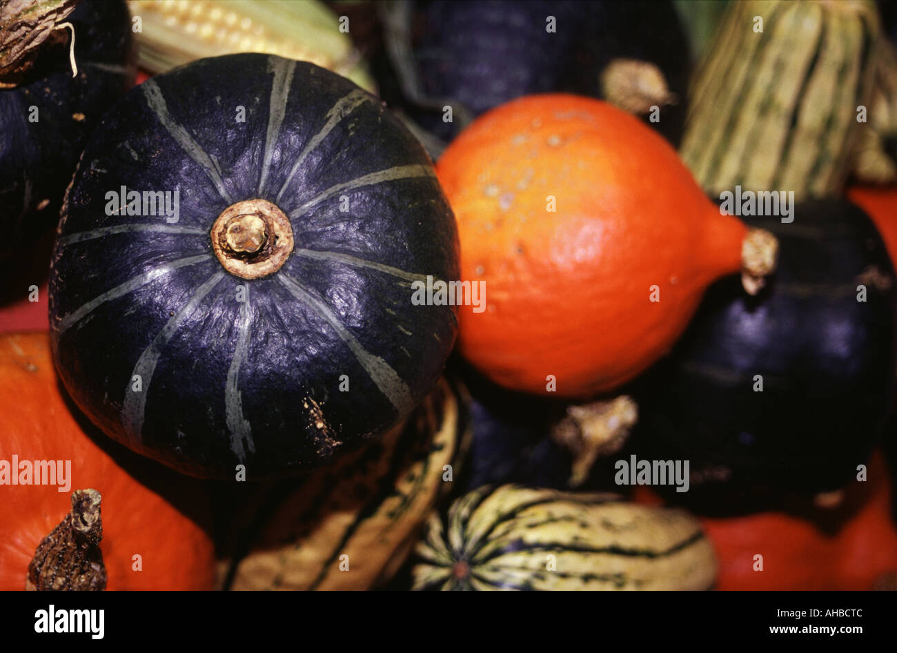 Exotic pumpkins on display at Londons Royal Botanical Gardens at Kew ...