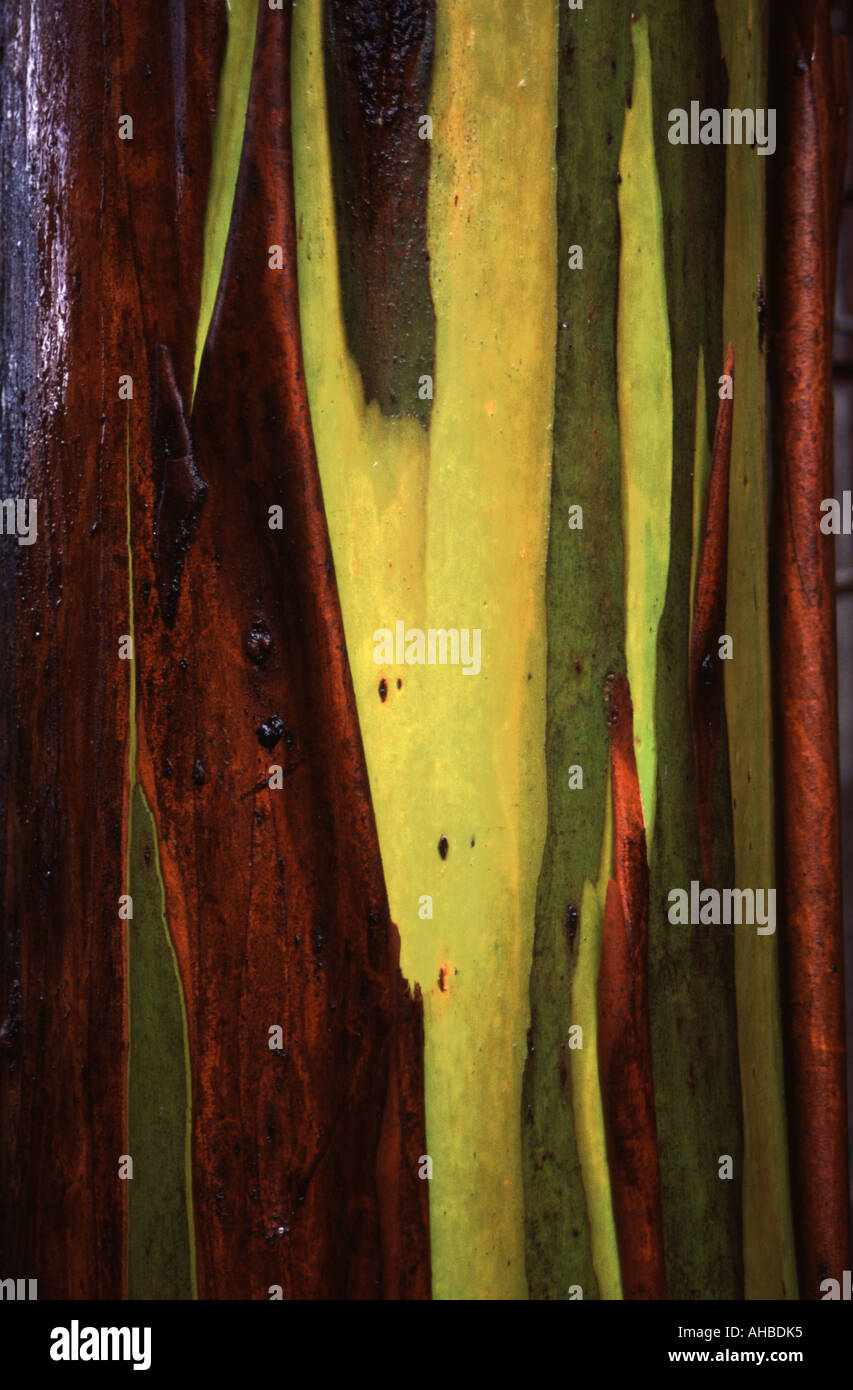 The rich colouring of a Snow Gum Tree in the Cradle Mountain Lake St ...