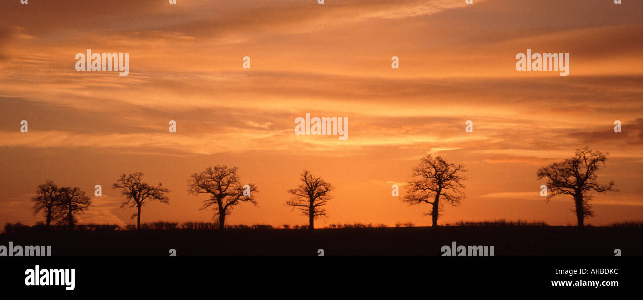 Five trees on rural landscape hi-res stock photography and images - Alamy