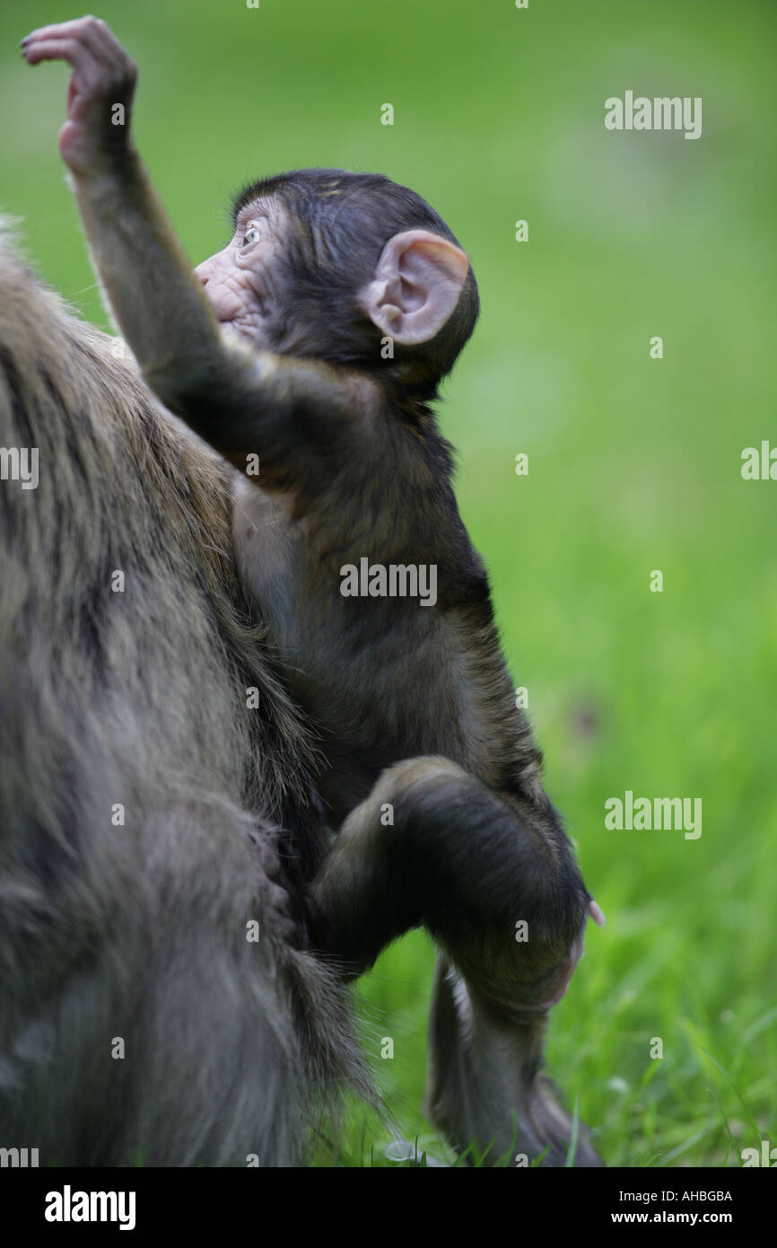 Barbary ape baby climbing on mother s back Macaca sylvana Stock Photo ...
