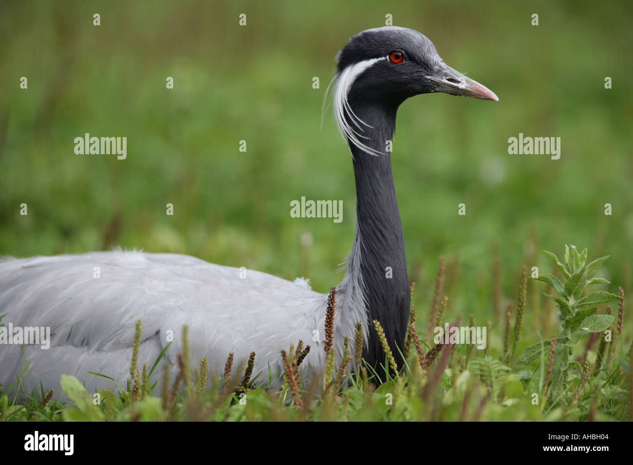 Grue demoiselle hi-res stock photography and images - Alamy
