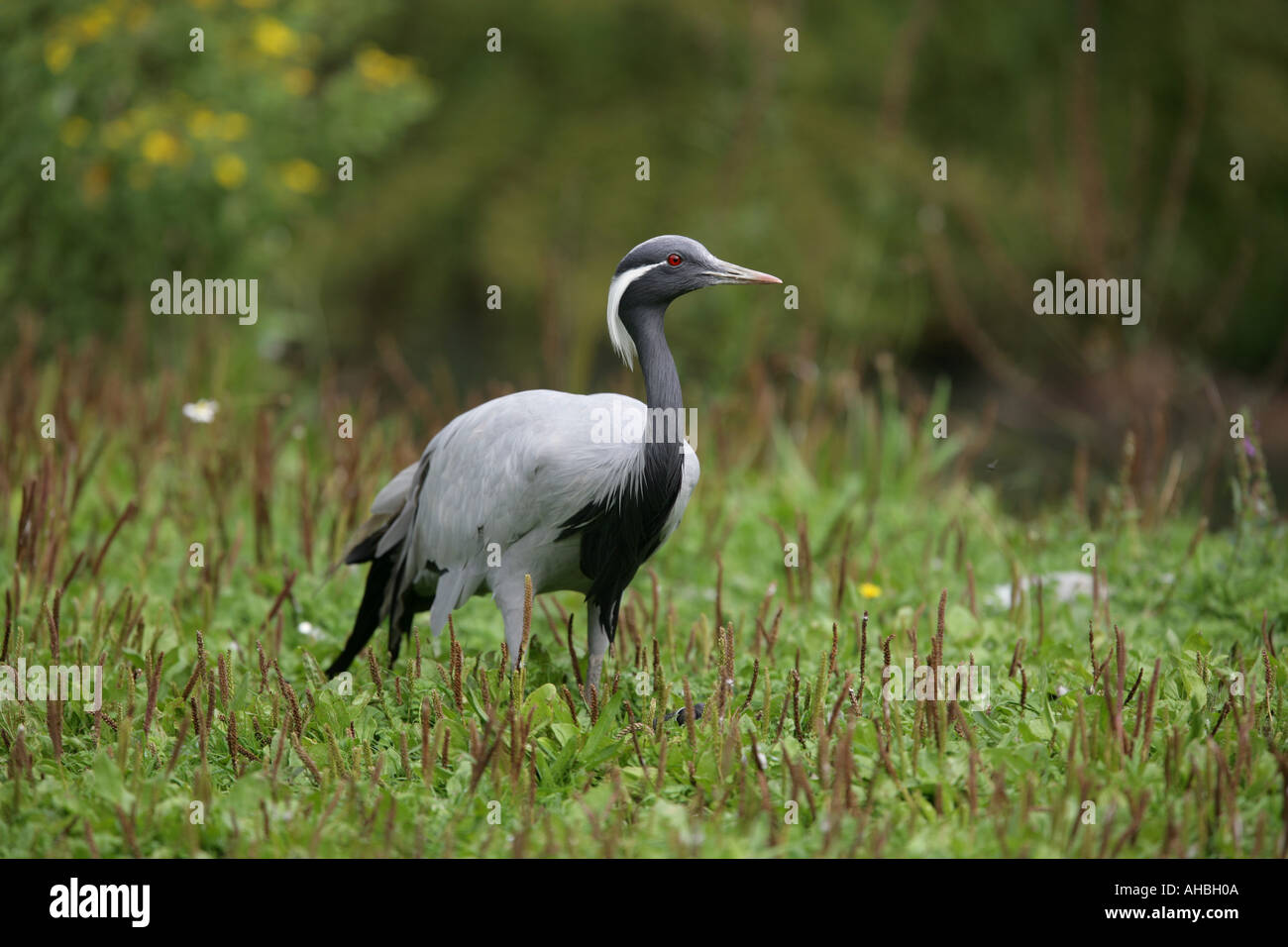Grue demoiselle hi-res stock photography and images - Alamy