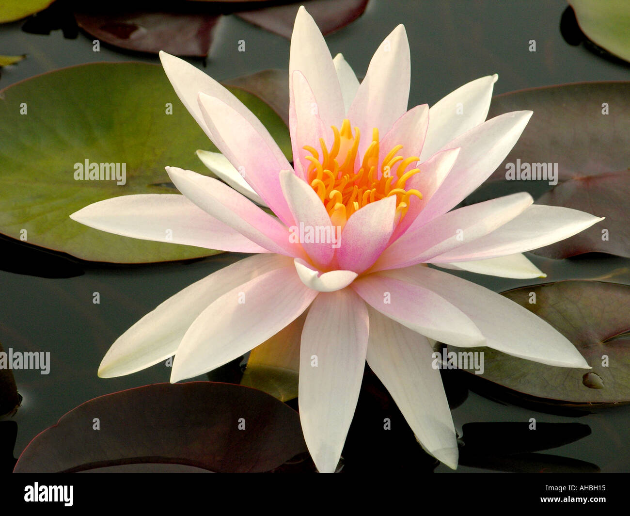 White water lily with pink center Nymphea "Fire crest Stock Photo - Alamy
