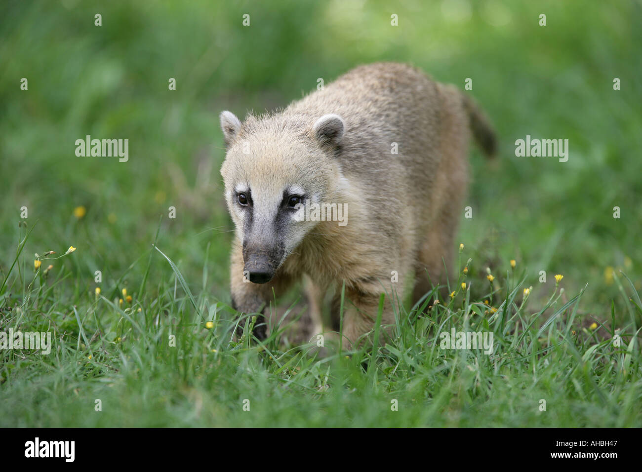 Ring Tailed Coati - Nasua nasua Stock Photo - Alamy