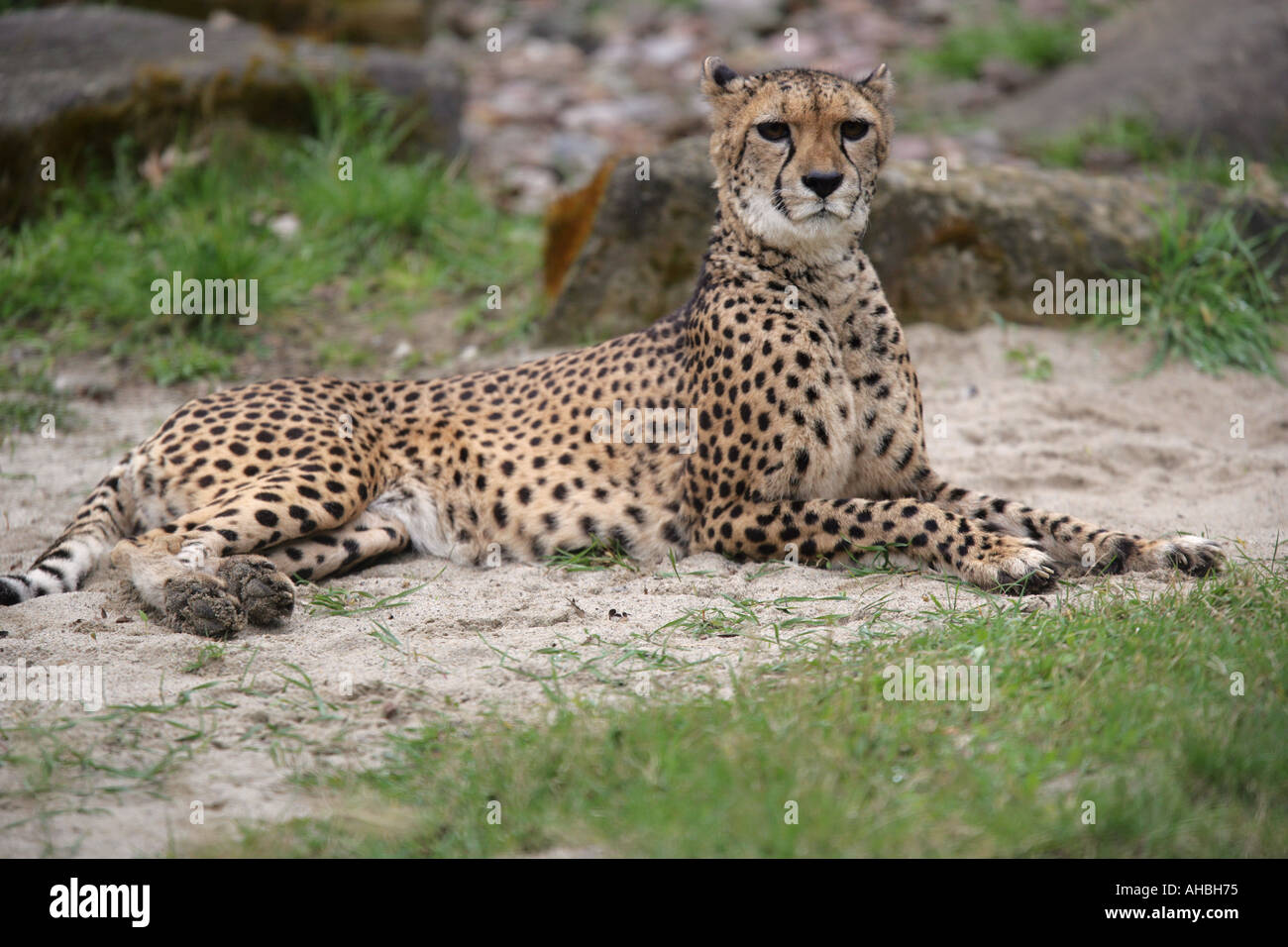 Female cheetah posing hi-res stock photography and images - Alamy