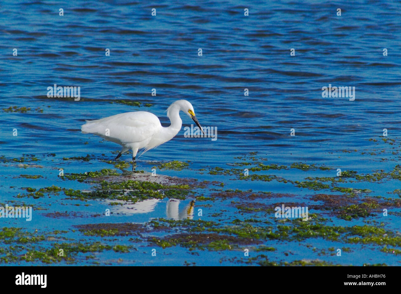 An egret feeds at dusk in the Bolsa Chica bird sanctuary in California ...