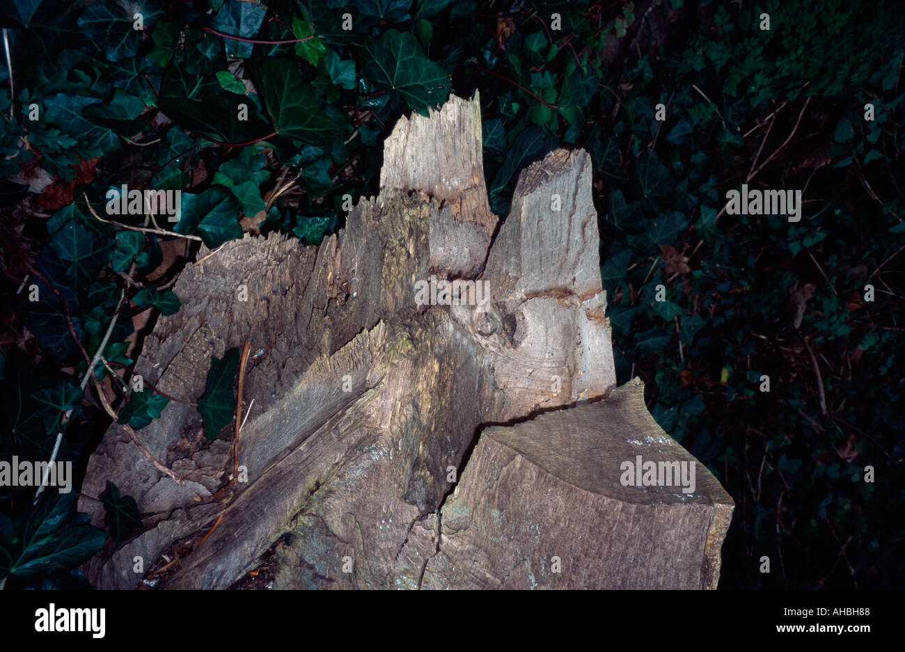 Tree trunk felled tree hi-res stock photography and images - Alamy