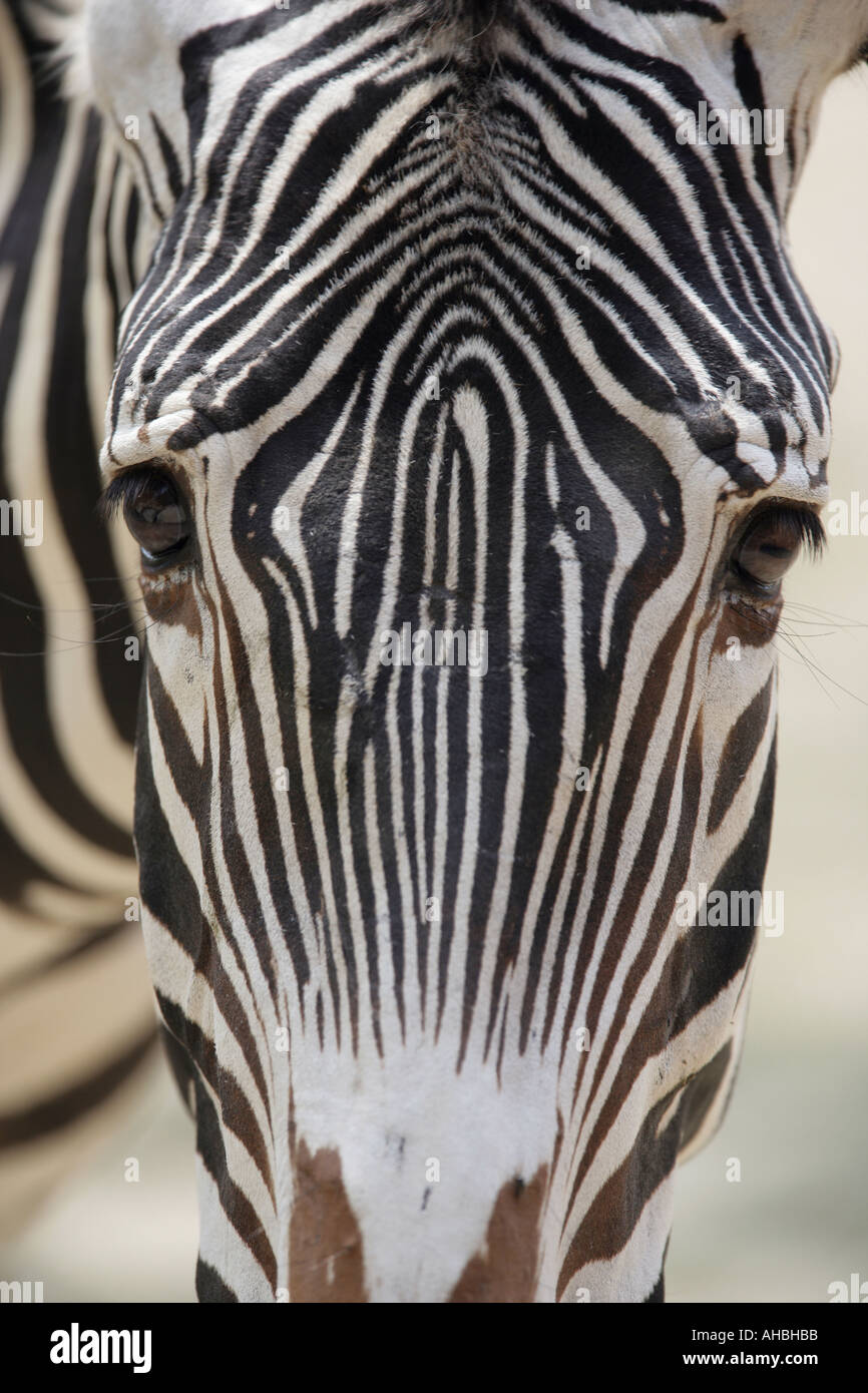 Zebra head closeup Stock Photo - Alamy