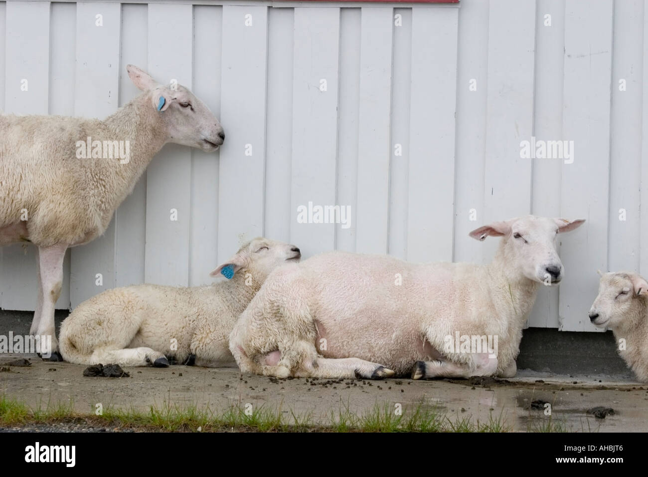 Fat Tailed Sheep High Resolution Stock Photography and Images - Alamy