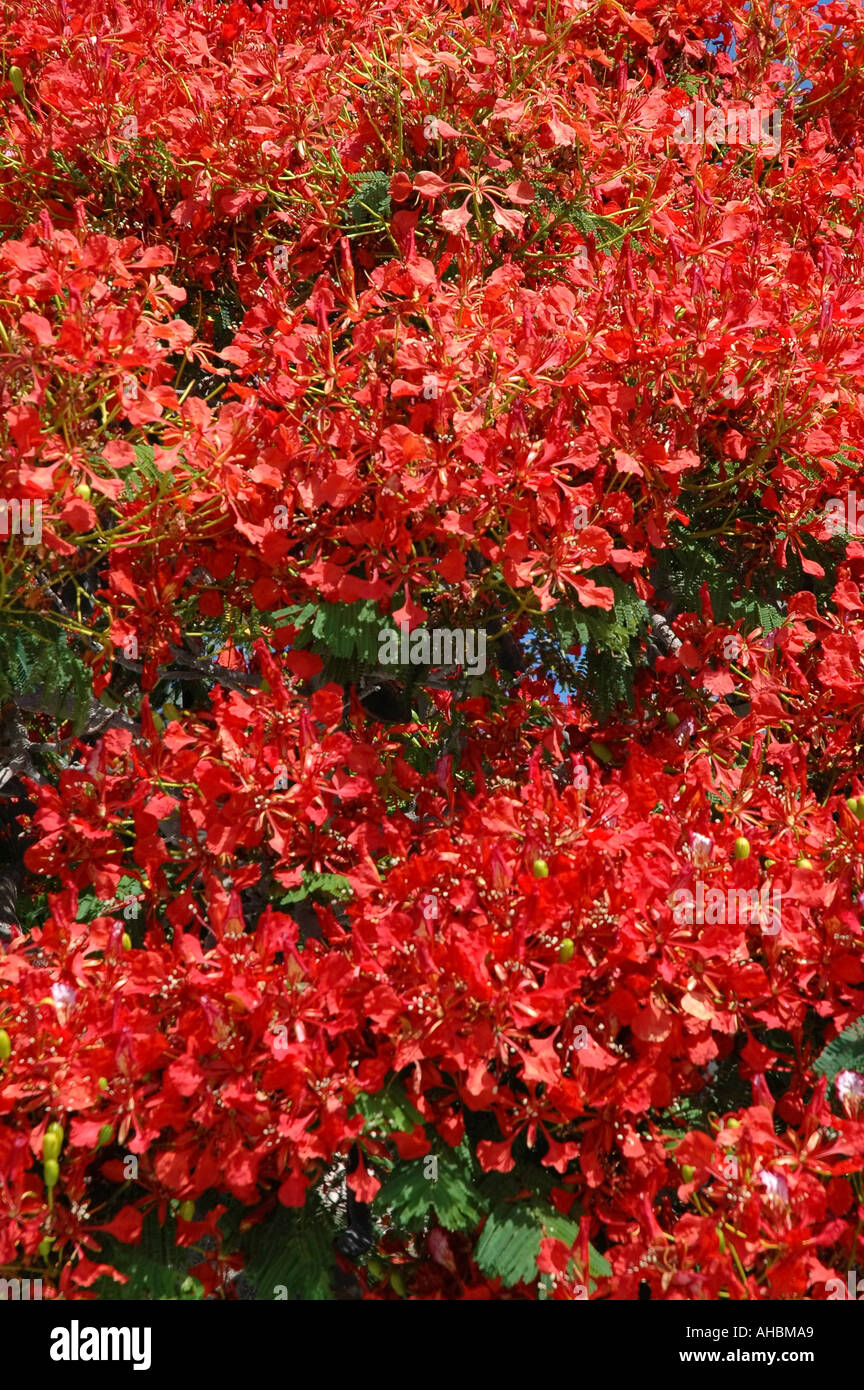 Pride of Barbados Stock Photo - Alamy