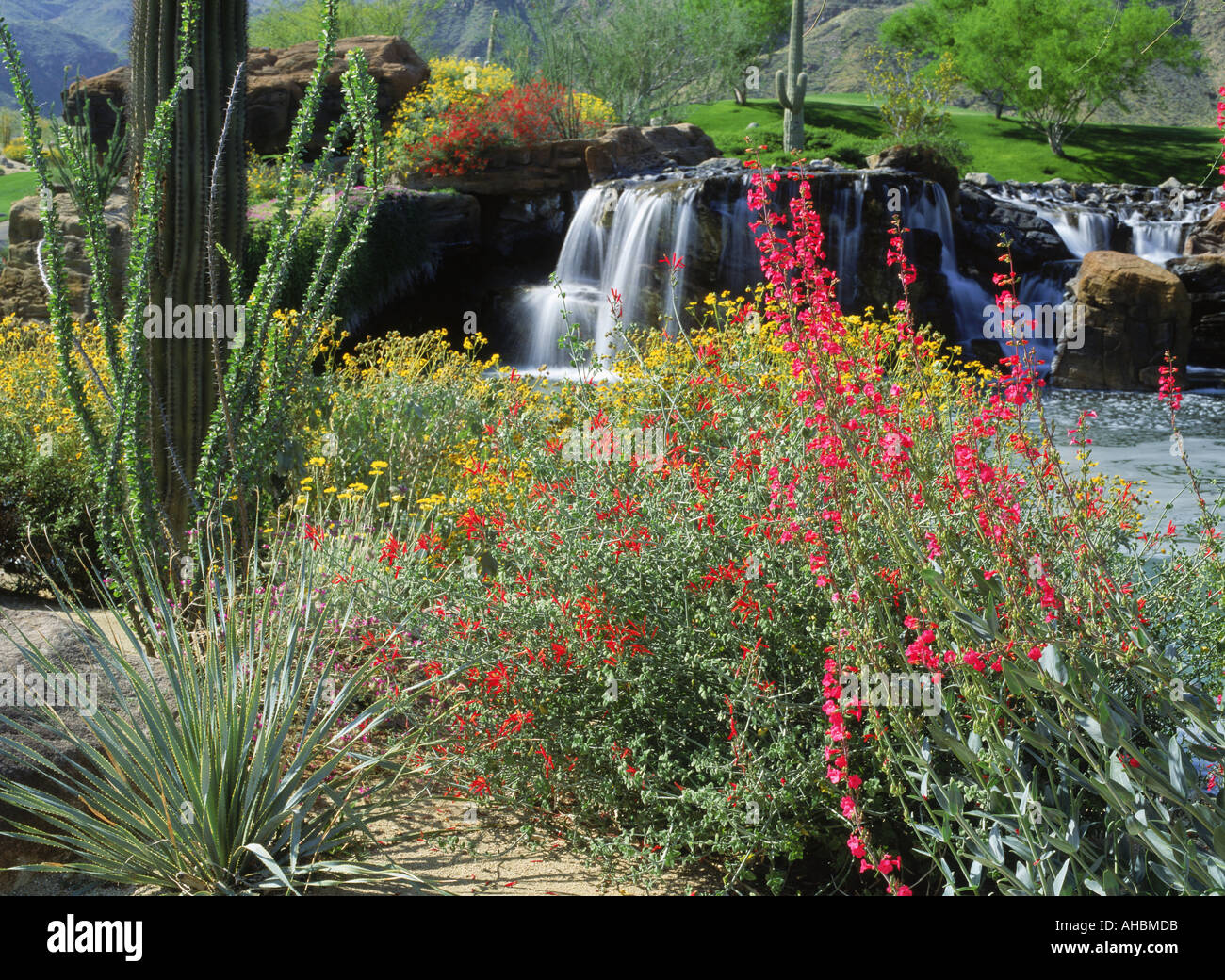 Saguaro cactus and spring flowers around waterfall in California desert ...