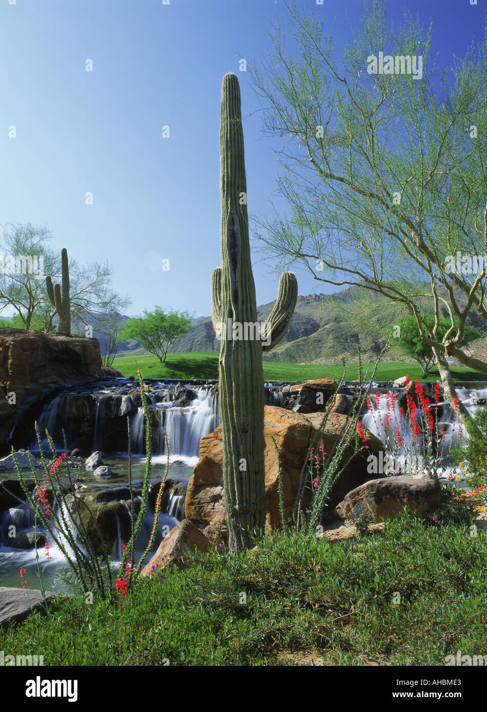 Saguaro cactus and spring flowers around waterfall in California desert ...