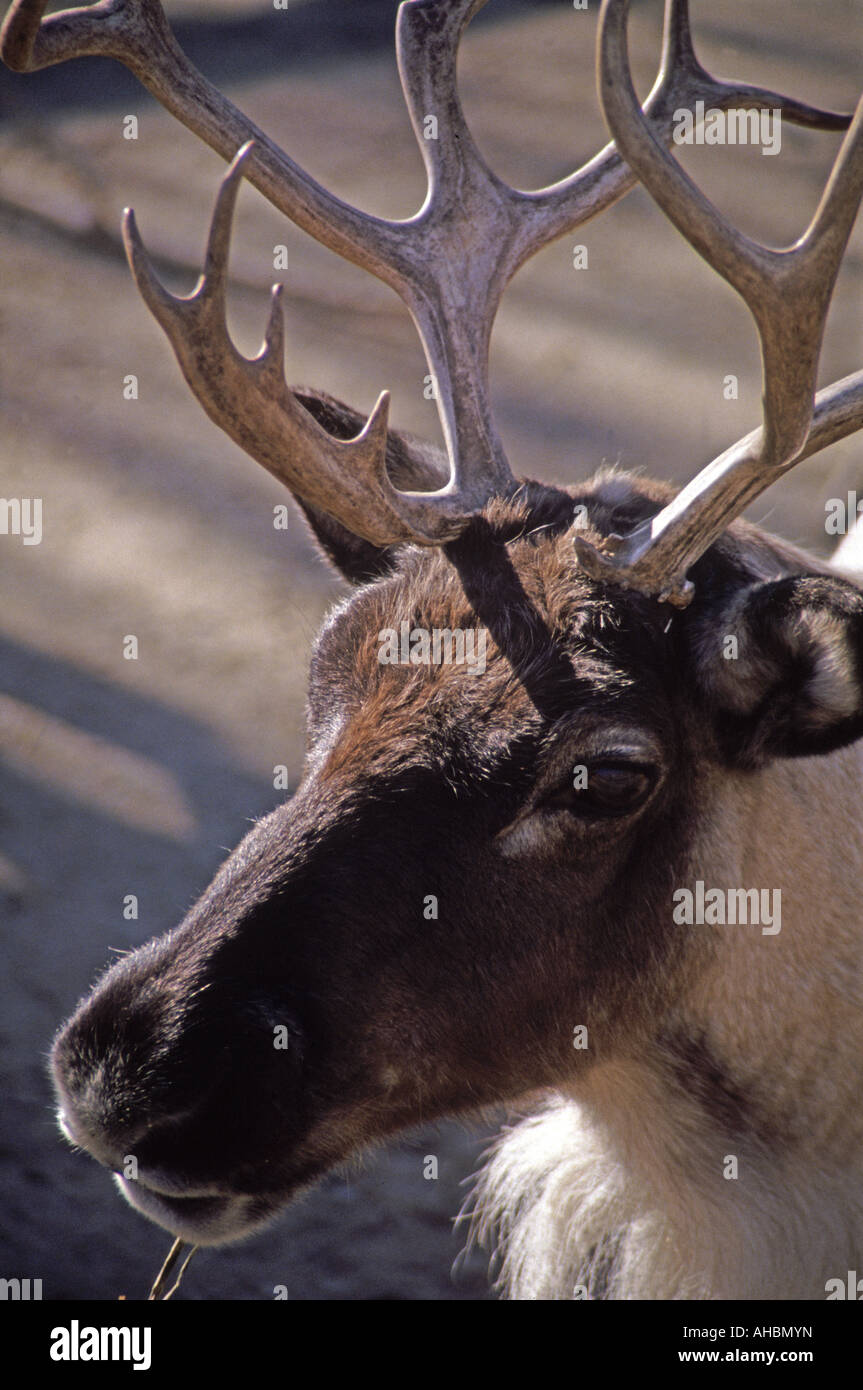 Reindeers head hi-res stock photography and images - Alamy