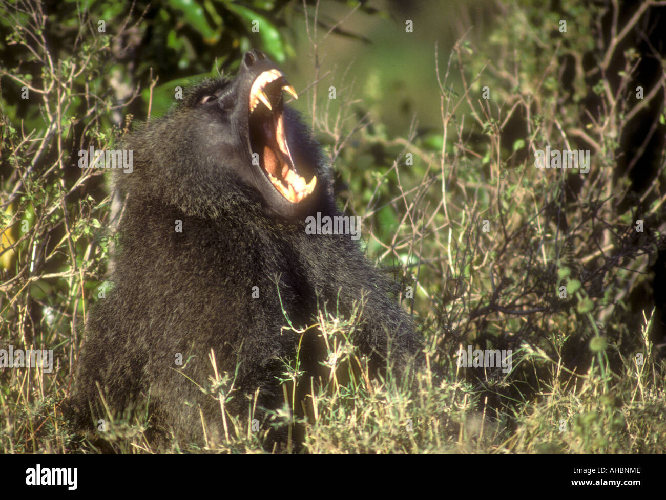 Baboon Aggression Male High Resolution Stock Photography and Images - Alamy