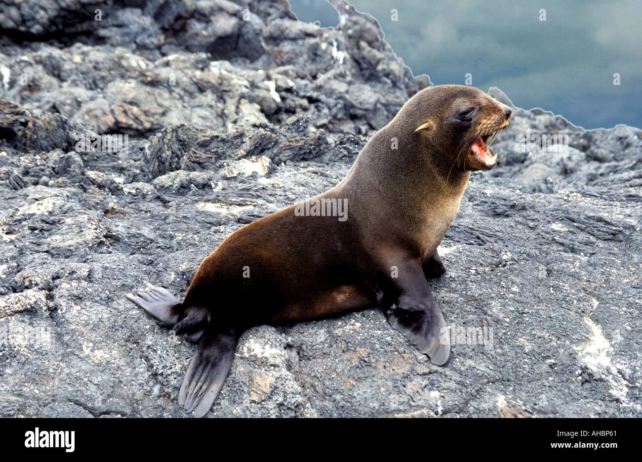 Crying Baby Sea Lion Stock Photo - Alamy