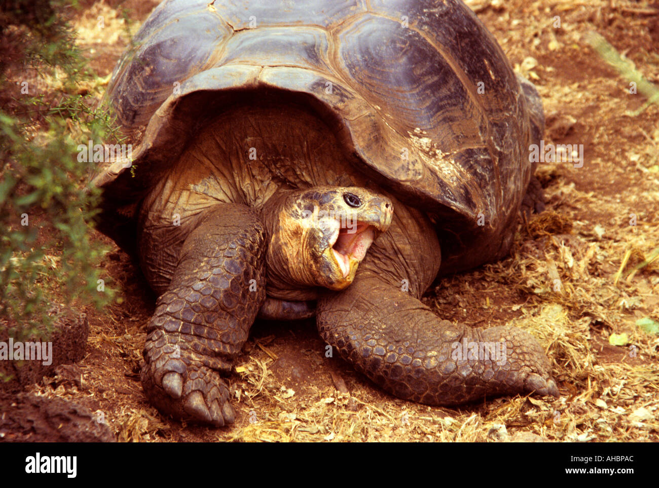 Bored Galapagos Giant Tortoise Stock Photo - Alamy
