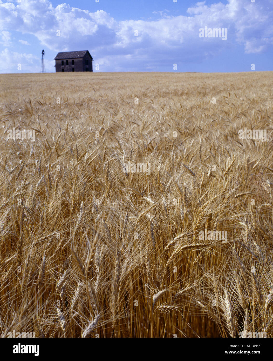 Hard red winter wheat hi-res stock photography and images - Alamy