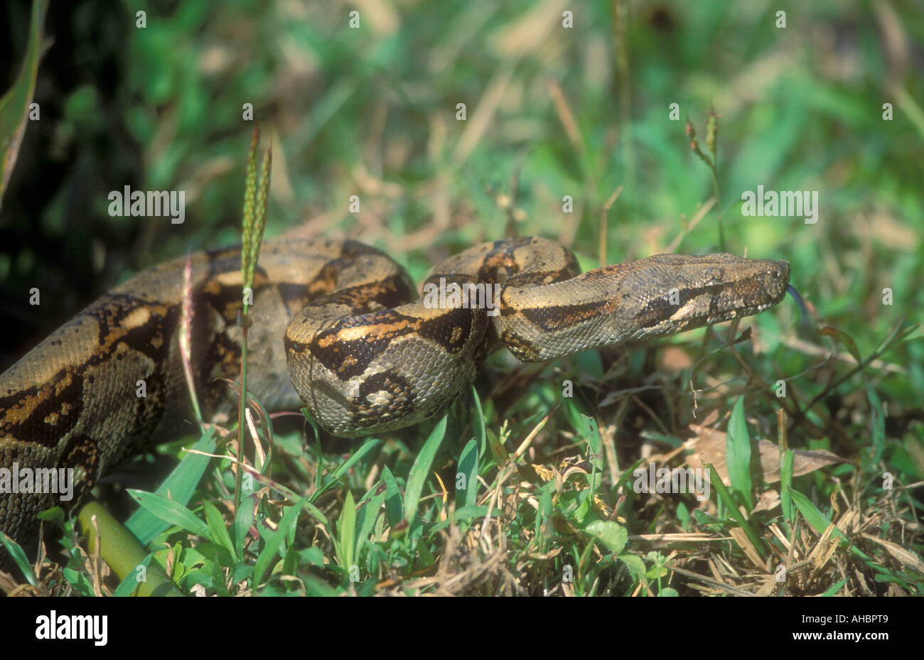 Constrictor snakes hi-res stock photography and images - Alamy