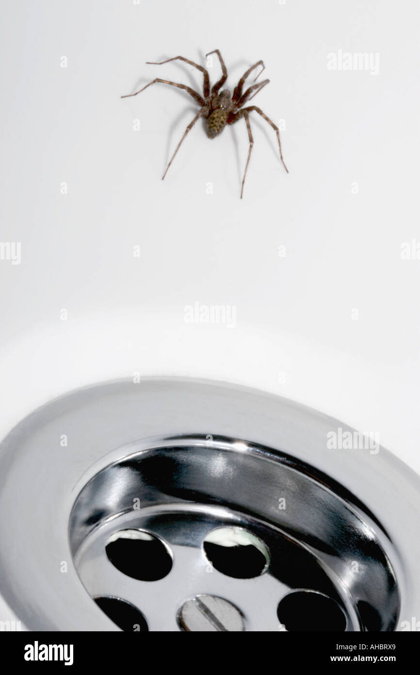 Spider trapped in the bath Stock Photo - Alamy