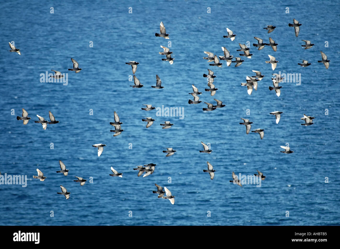 Homing pigeons hi-res stock photography and images - Alamy