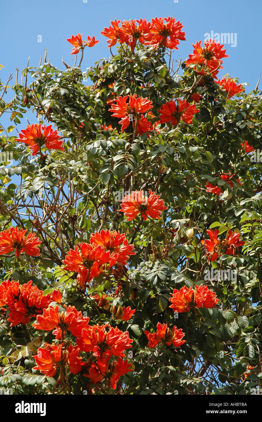 Tulip Tree 4 Stock Photo - Alamy