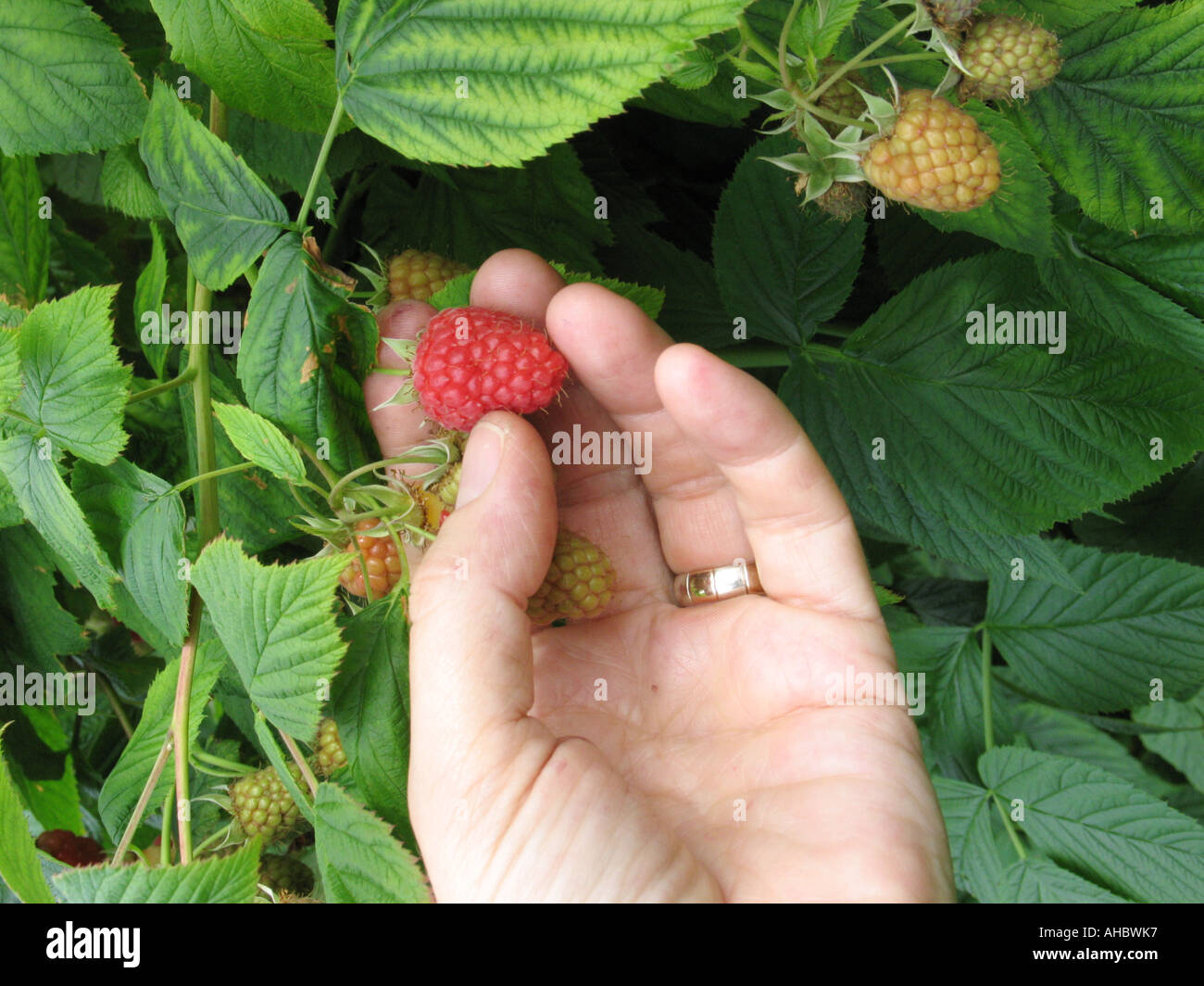 Scotland fruit production hi-res stock photography and images - Alamy