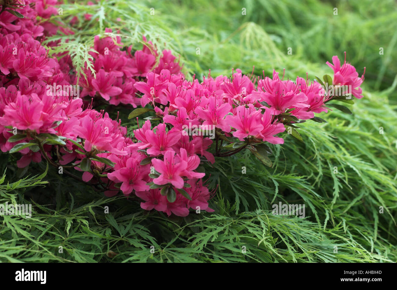 Rhododendron and Maple growing together Stock Photo - Alamy