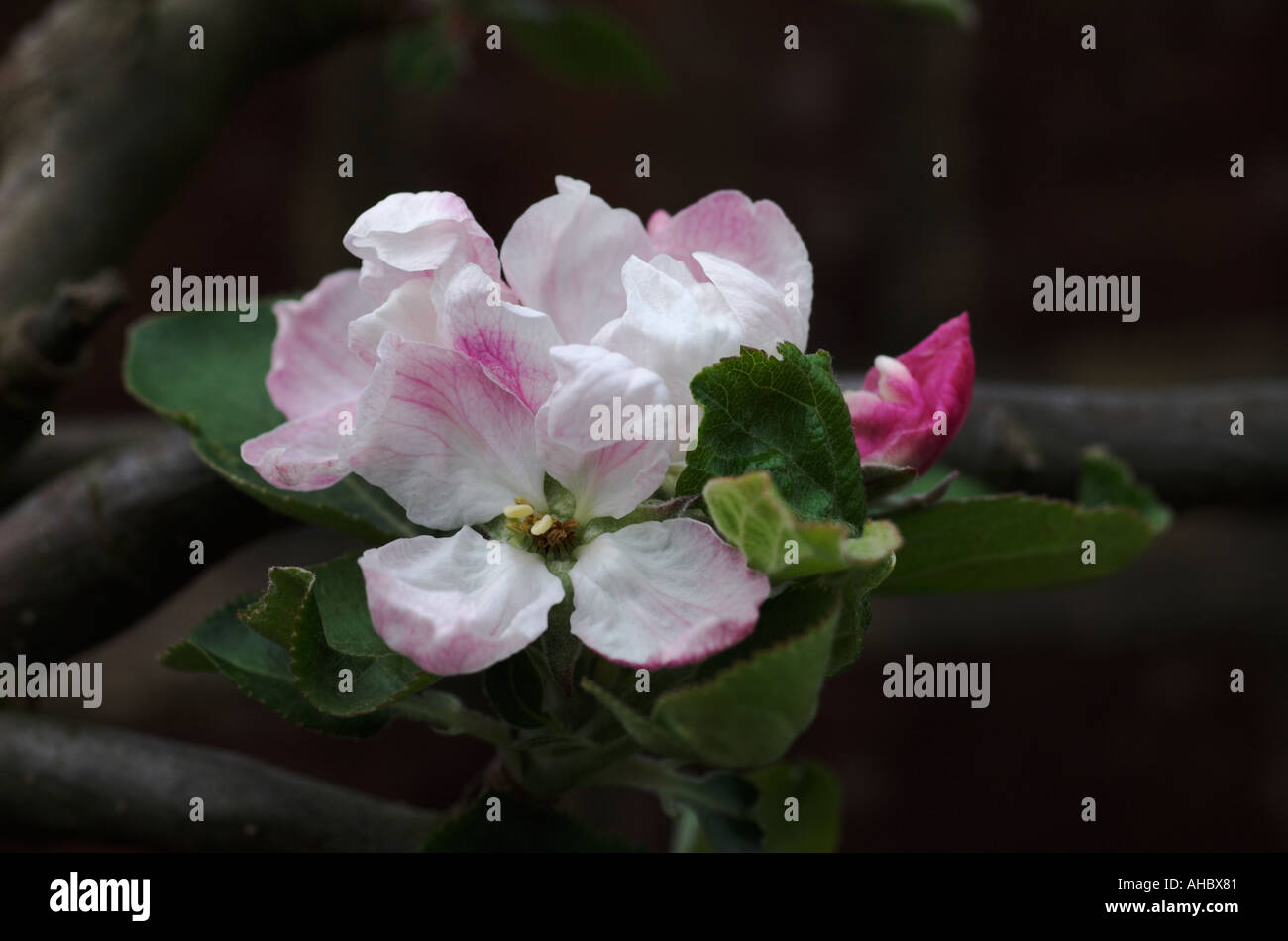 Apple 'Charles Ross' blossom Stock Photo - Alamy