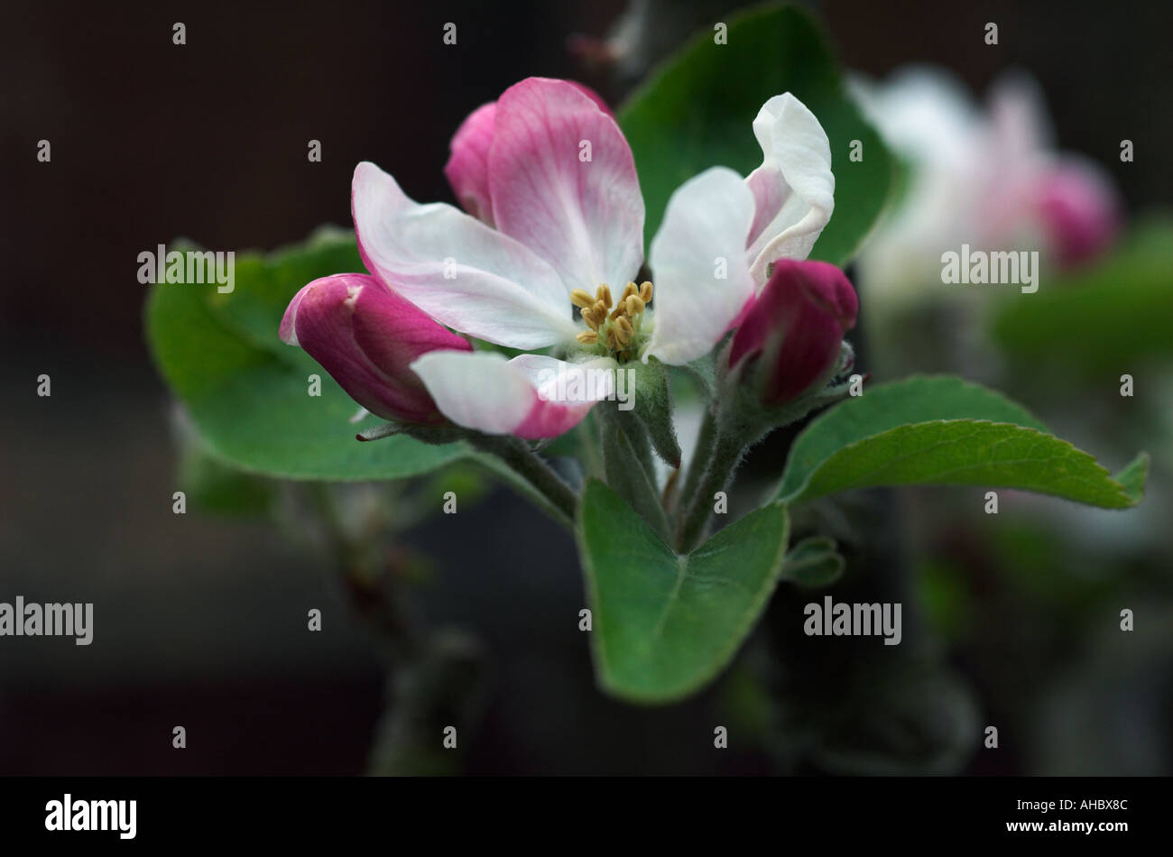 Apple 'Charles Ross' blossom Stock Photo - Alamy