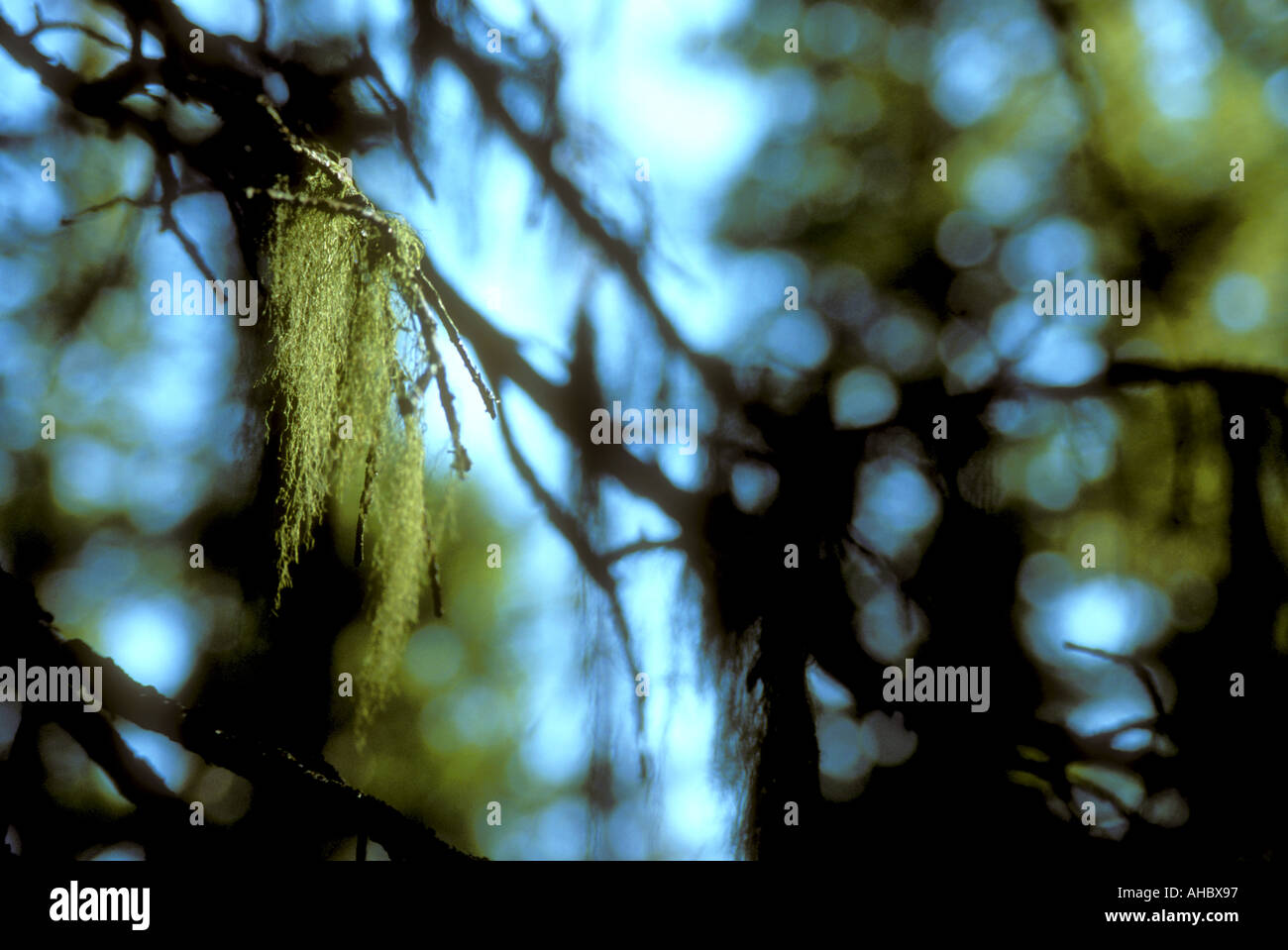 Moss on mountains hi-res stock photography and images - Alamy