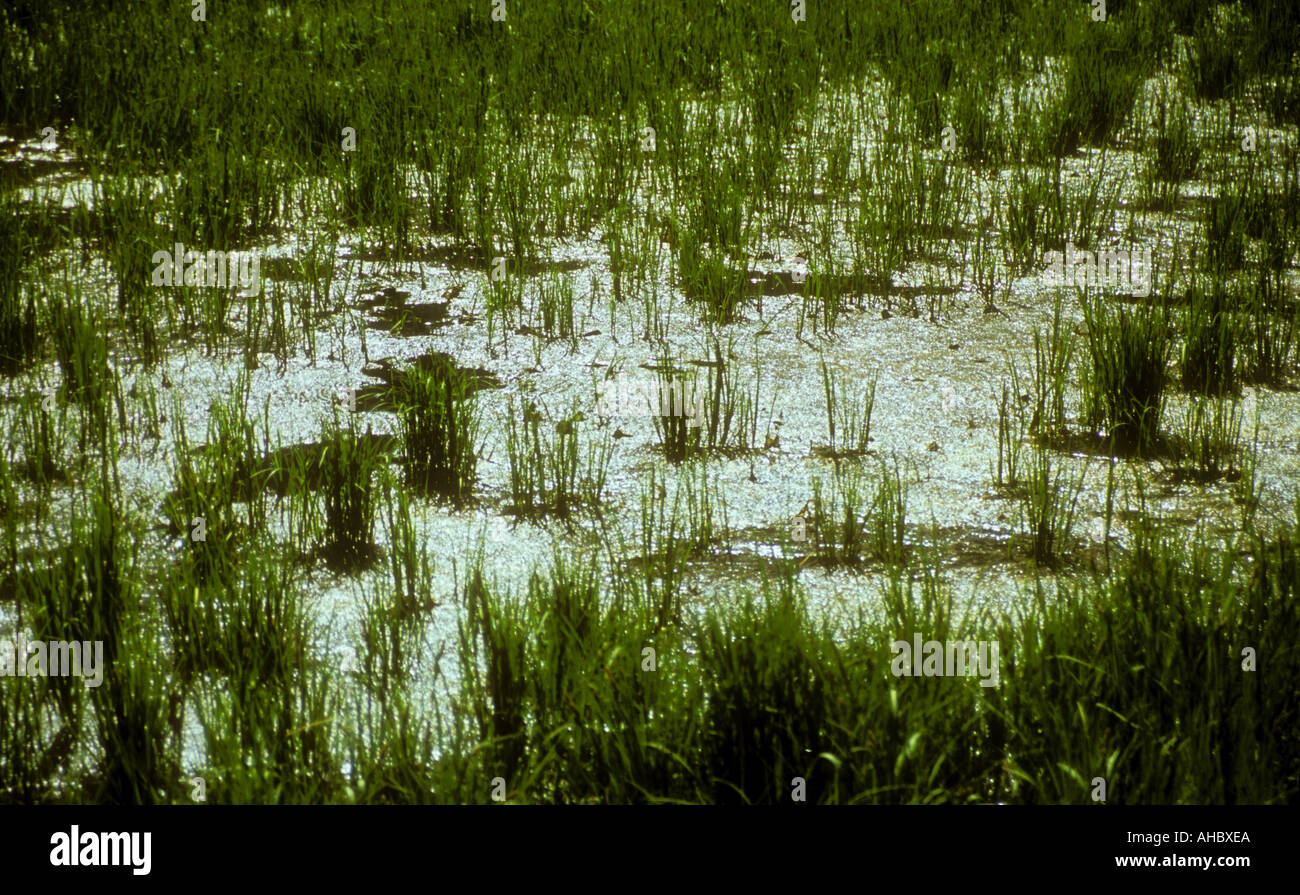 Alpine pond with grass plants in Colorado USA wilderness around 12 000 ...
