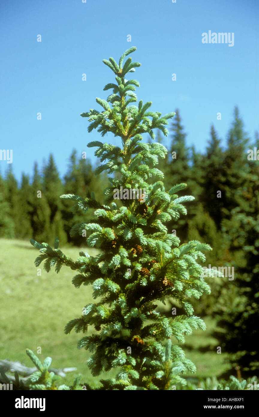 Scotch Pine or Blue Spruce in the mountains of Colorado Stock Photo - Alamy