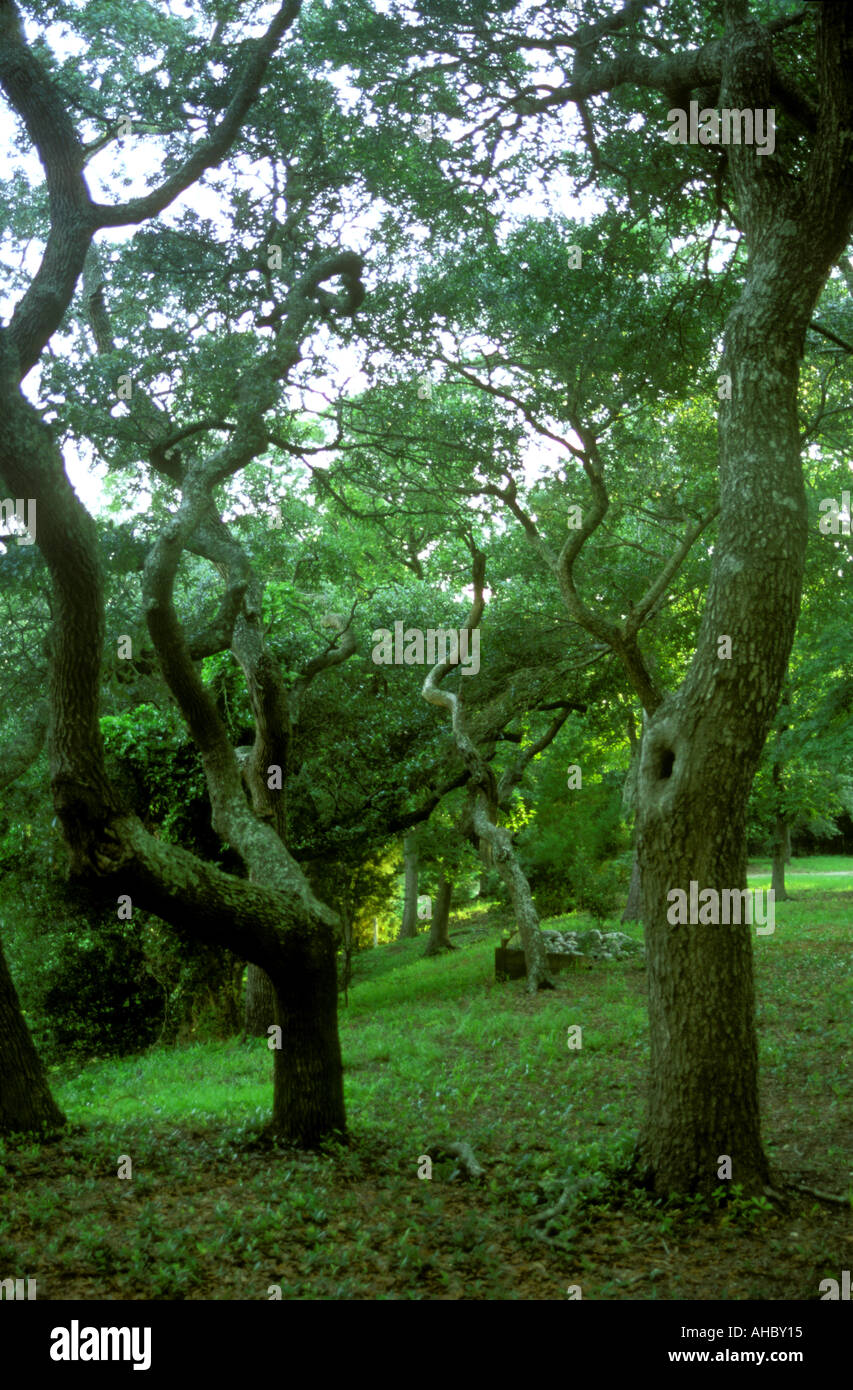 Gnarled live oak trees on the Carolina Atlantic Ocean Coast of the USA ...