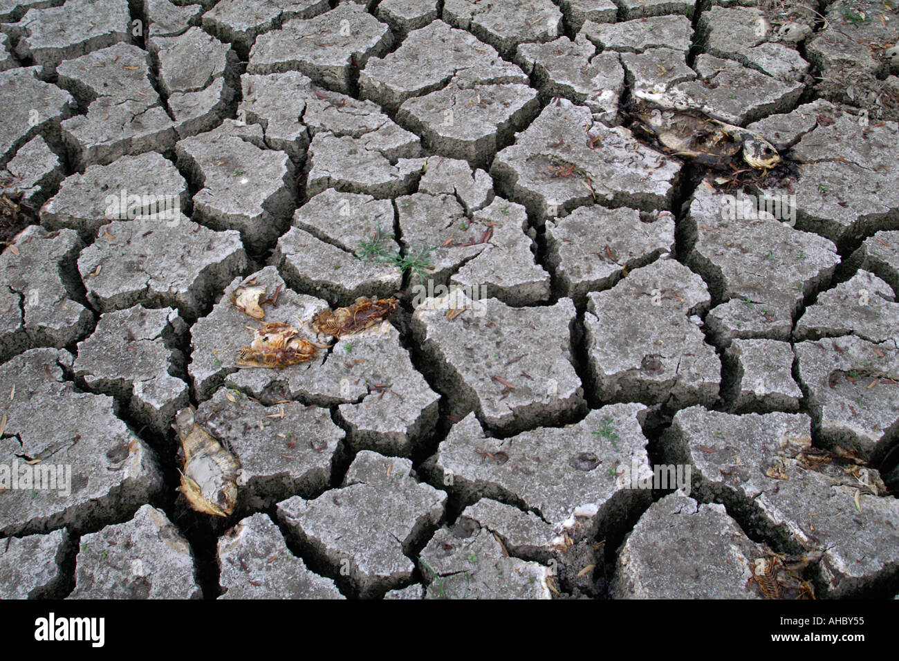 Fish bones hi-res stock photography and images - Alamy