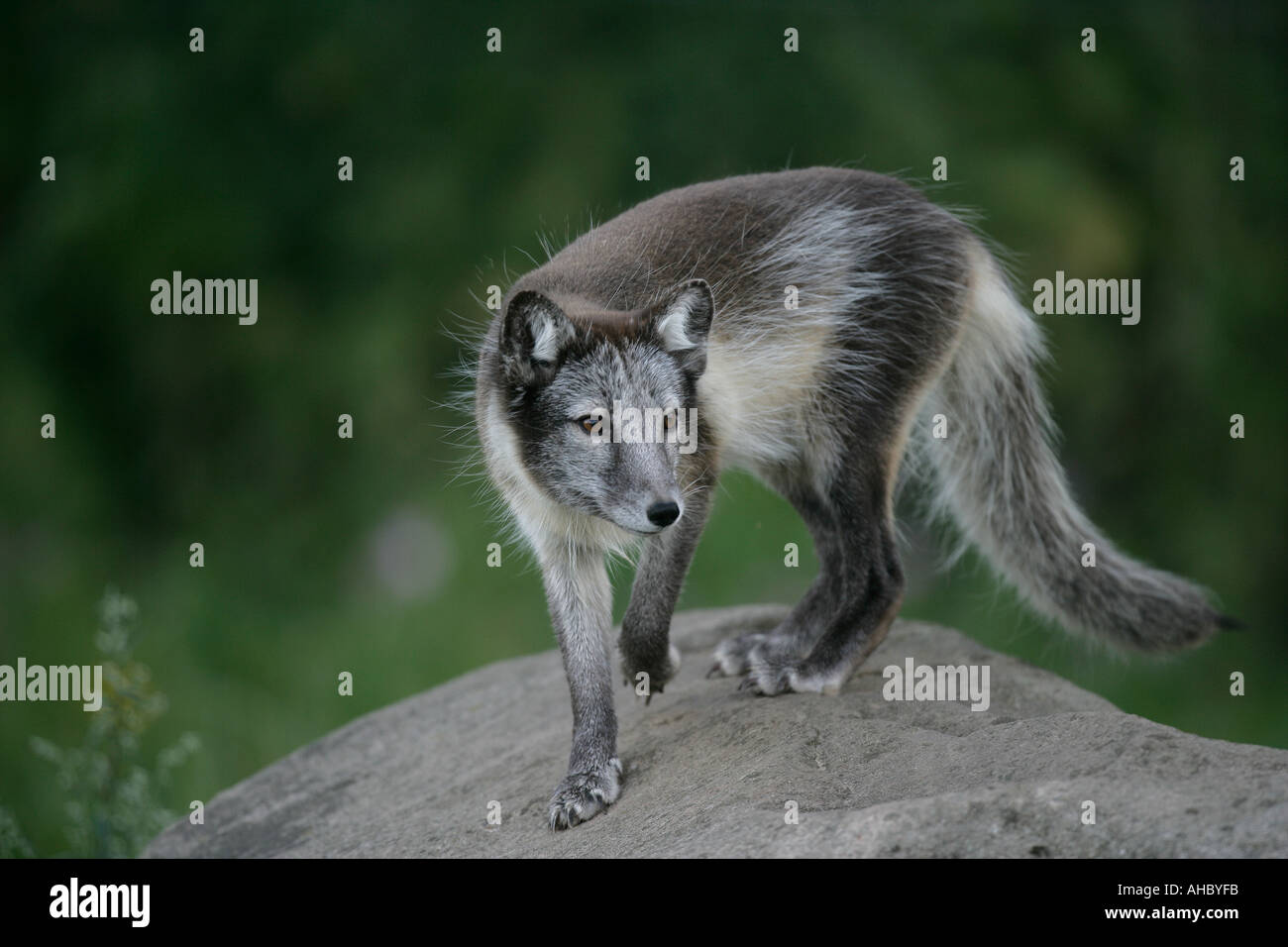 ARCTIC FOX Alopex lagopus Stock Photo - Alamy