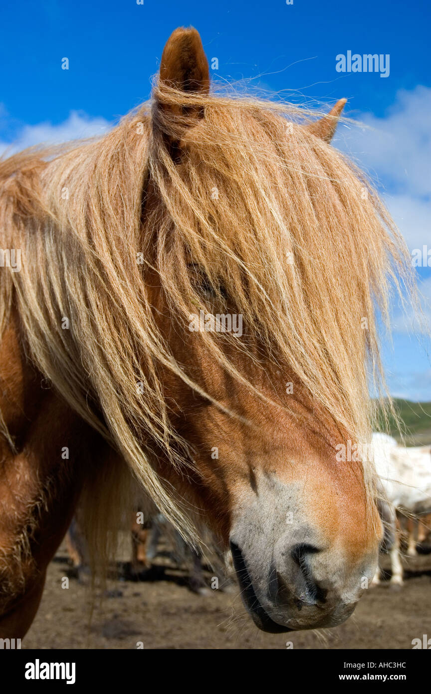 Horse ears relaxed hi-res stock photography and images - Alamy