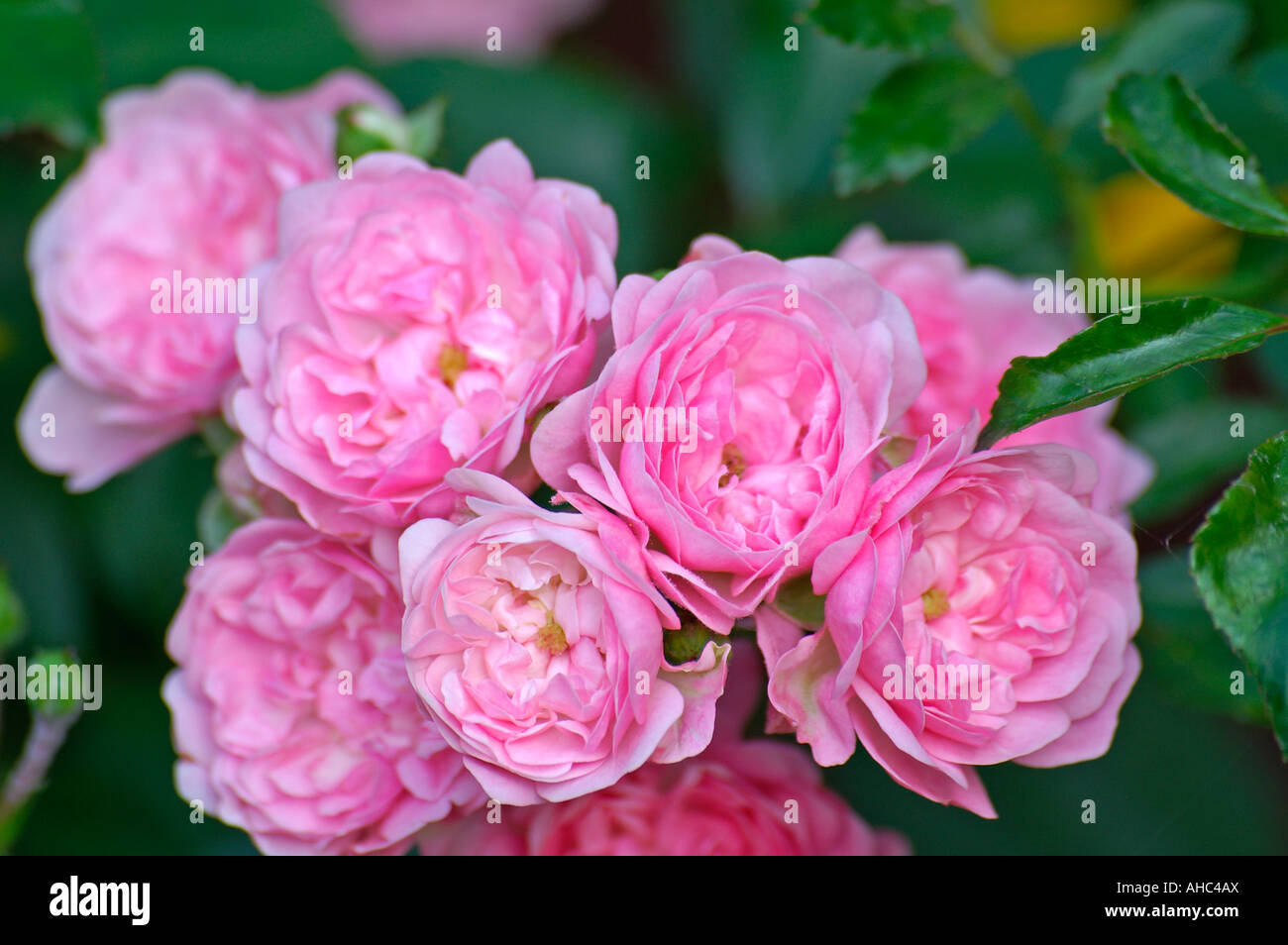 rote Rosen red pink roses Stock Photo - Alamy