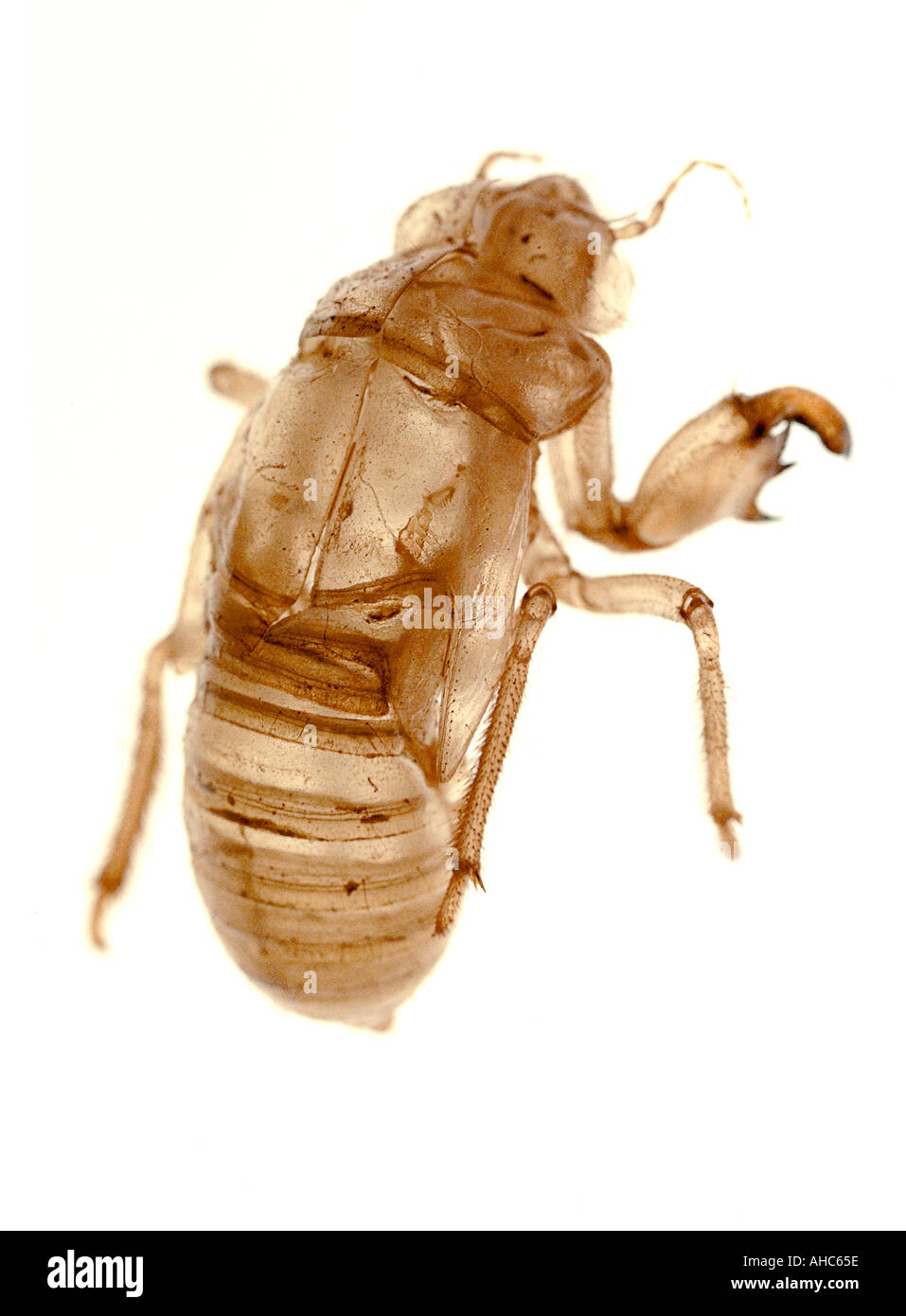 Dead beetle body hi-res stock photography and images - Alamy